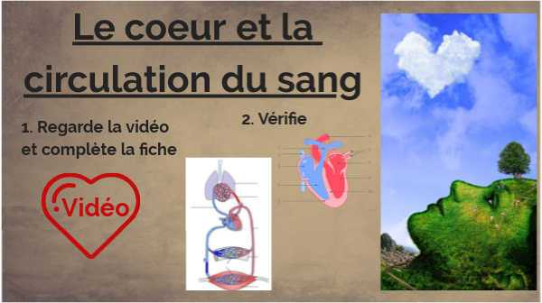 La circulation du sang | Genially