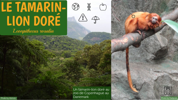 Tamarin-lion doré