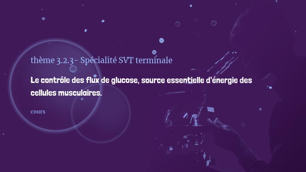 spé term flux glucose thème 3.2.3 | Genially