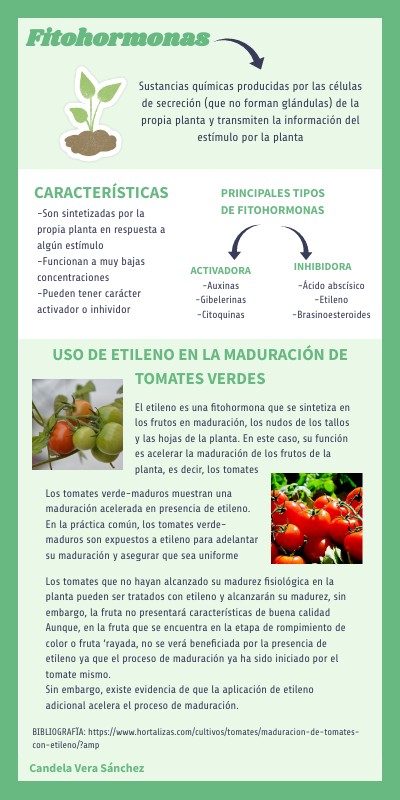 INFOGRAFÍA FITOHORMONAS | Genially