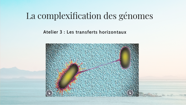 T SPE SVT Complexification des génomes 3