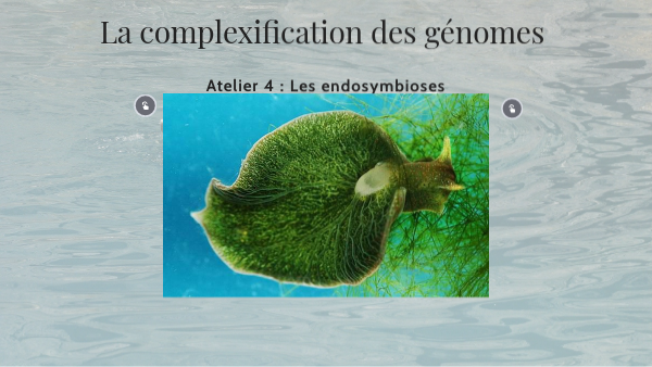 T SPE SVT Complexification des génomes 4