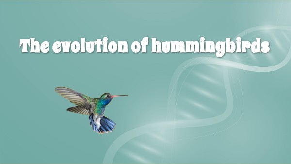 Hummingbird | Genially