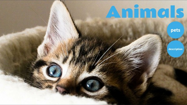 Animals
