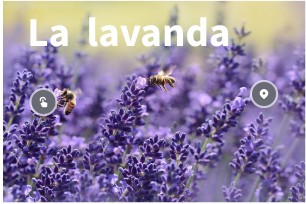 LAVANDA