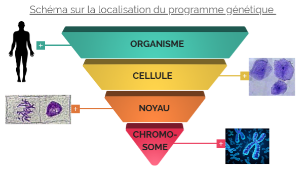 support du programme génétique | Genially