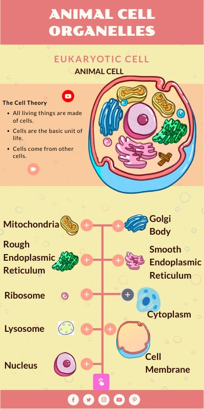 Plant and Animal Cells Infographic | Genially