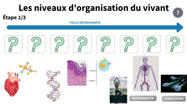 2gt niveau d'organisation | Genially