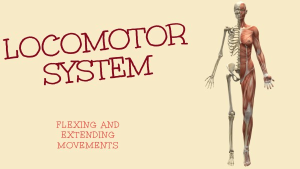 Locomotor system (antagonist muscles)