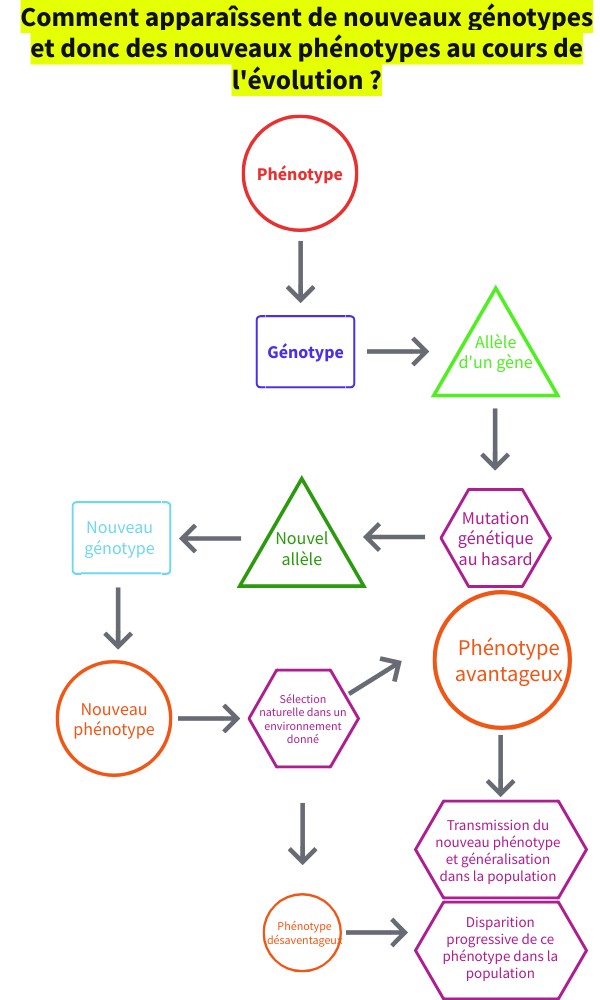 Diaporama SVT | Genially