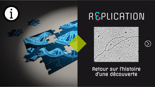 1Spé_Réplication (+modélisation) | Genially