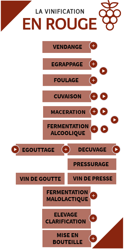 LA VINIFICATION EN ROUGE