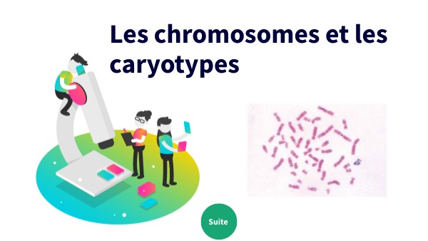 4ème-3eme caryotypes