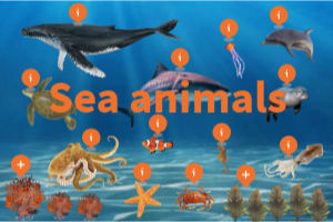 Sea animals | Genially