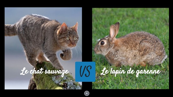 App. dig. chat/lapin