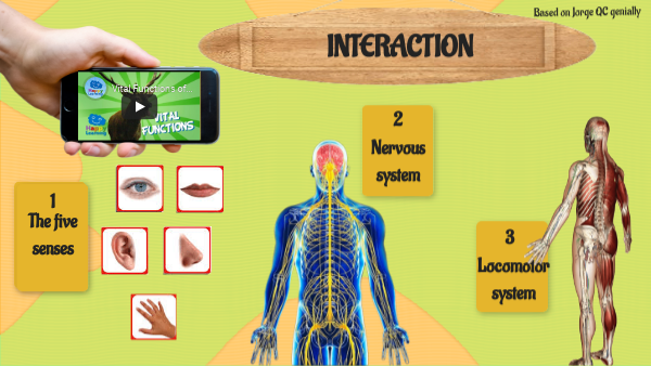 6º SCI Unit 1: Interaction | Genially