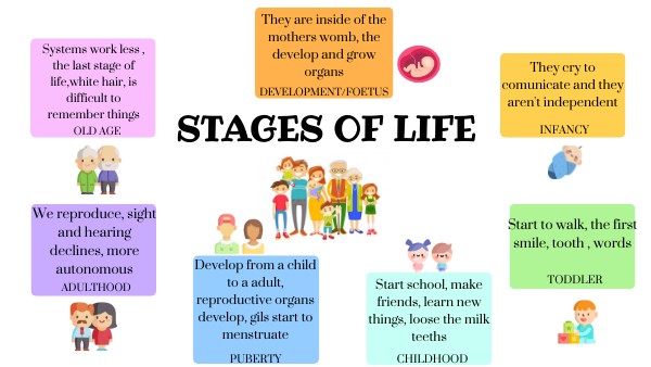 STAGES OF LIFE MIND MAP | Genially