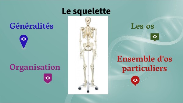 Le squelette | Genially