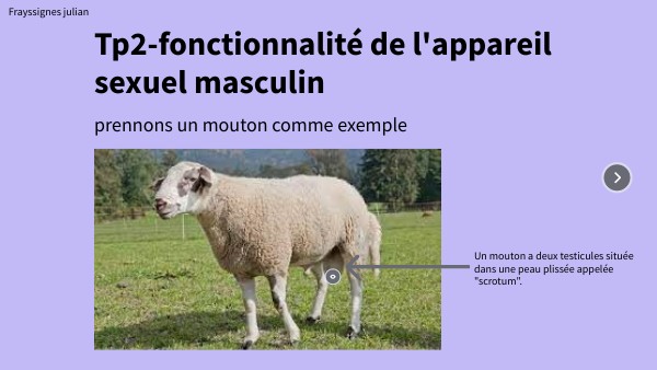 Tp2 frayssignes julian- fonctionnalité de l'appareil sexuel masculin | Genially