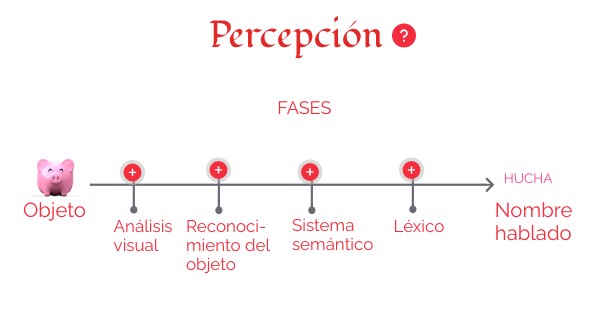 fases de la percepción