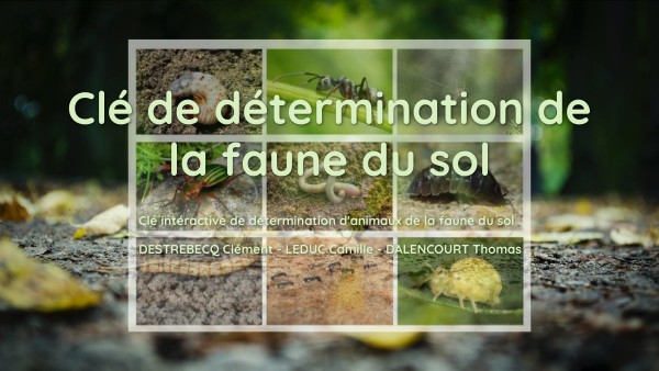 Clé de détermination de la faune du sol