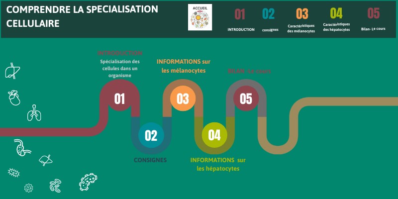 Seconde - Métabolisme et cellules spécialisées | Genially