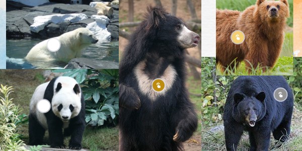 Different types of bears and what they eat