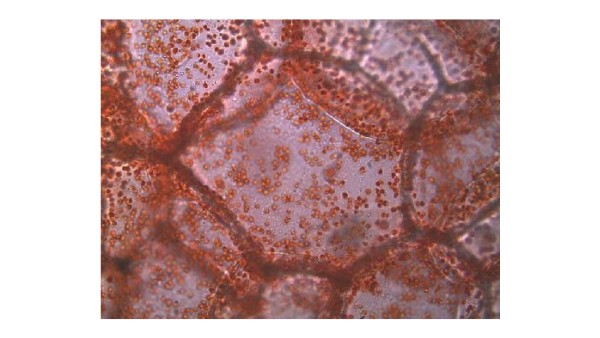 cellules spécialisées