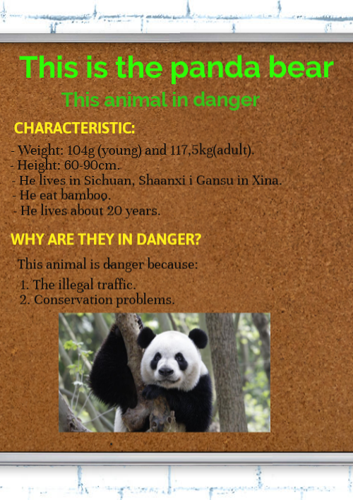 PANDA BEAR HÈCTOR JAIME | Genially