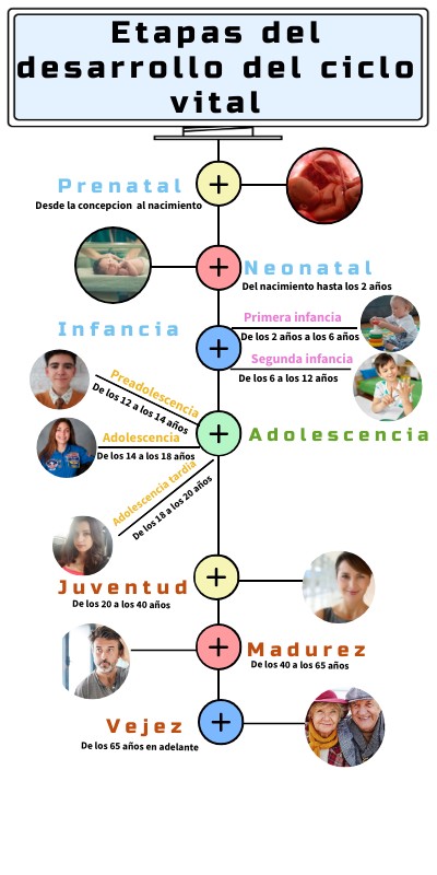 etapas del desarrollo del ciclo vital | Genially
