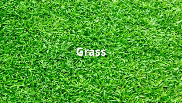 grass