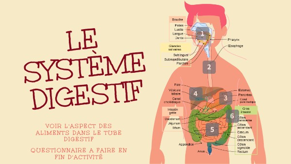 Le système digestif | Genially
