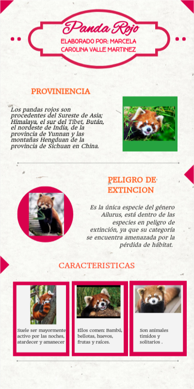 Panda Rojo | Genially