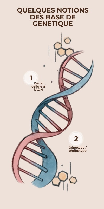 notions de base de génétique 2nde | Genially