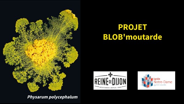 Projet BLOB'moutarde