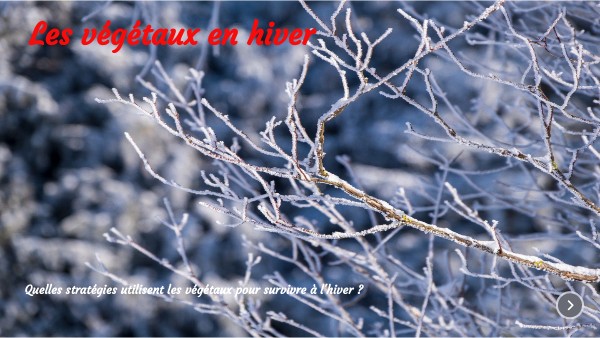 Les végétaux en hiver | Genially