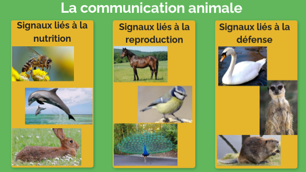 Activité 3 - La communication animale | Genially