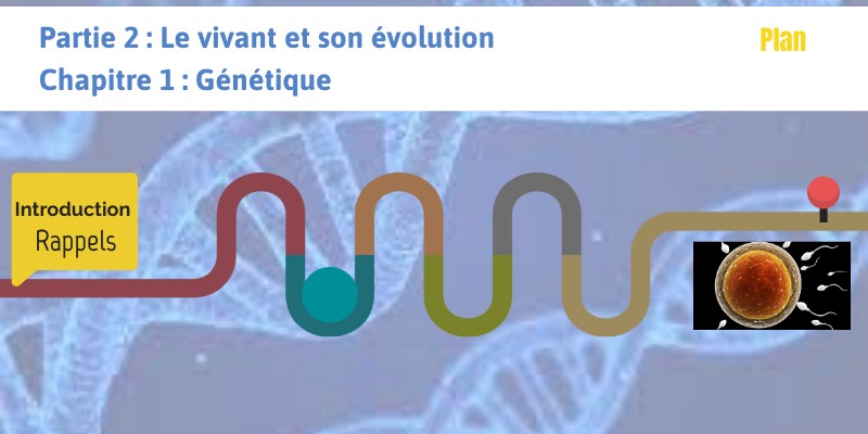 Génétique | Genially