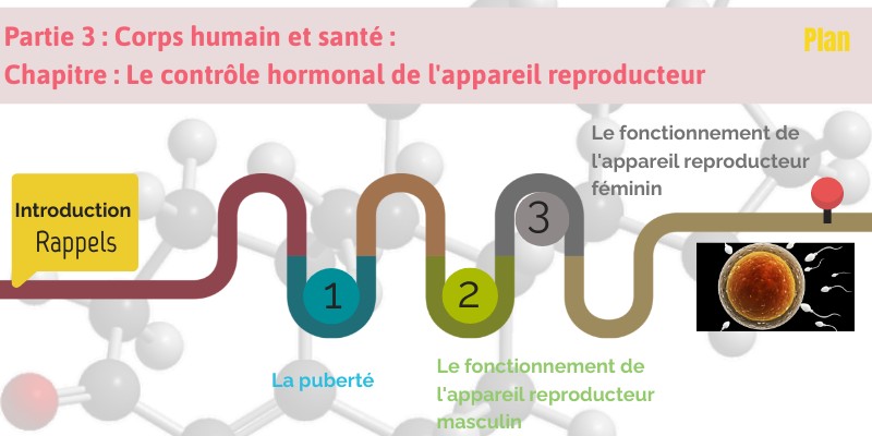 régulation hormonale de l'appareil repro | Genially
