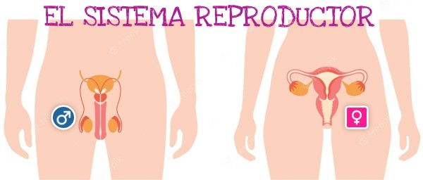 SISTEMA REPRODUCTOR | Genially