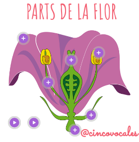 PARTS DE LA FLOR | Genially