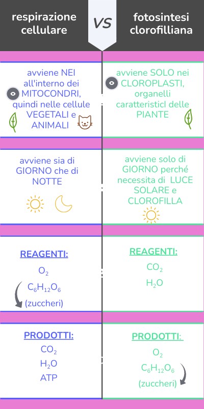 COMPARATIVE PROCESS | Genially