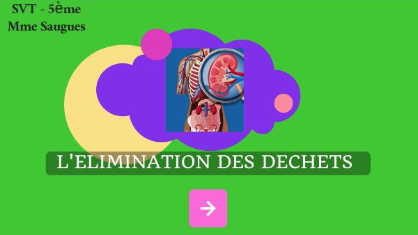 5e Excretion | Genially