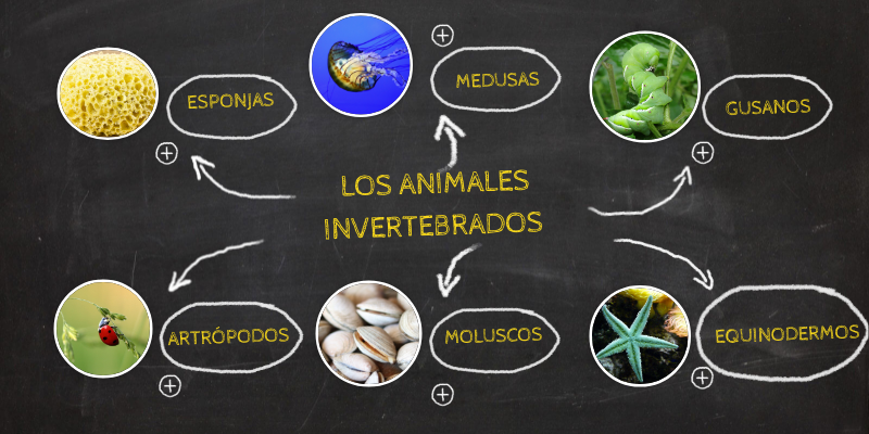 Clasificación invertebrados 3º primaria | Genially