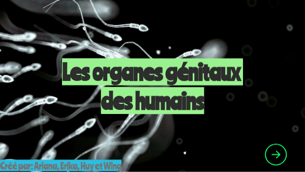 Les organes génitaux des humains