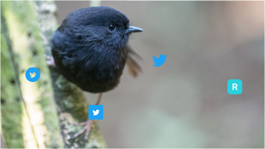 Black robin | Genially