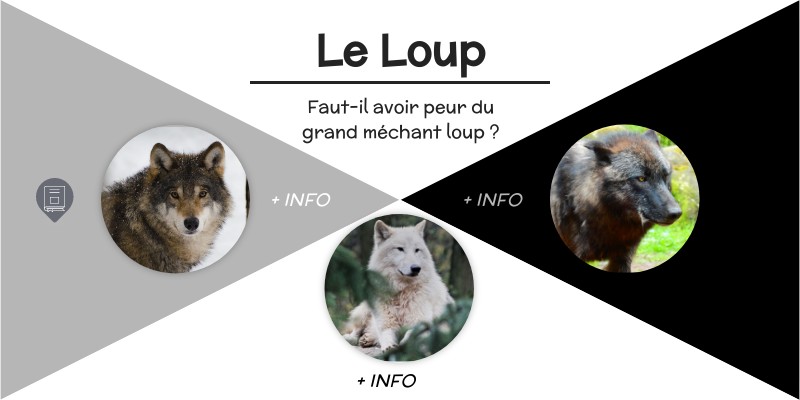Perception Loup