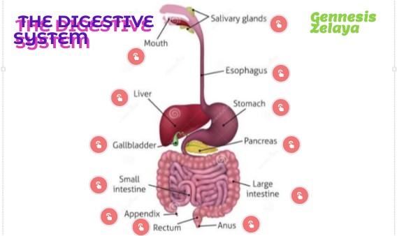 The Digestive System | Genially