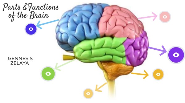 Parts and Functions of the Brain