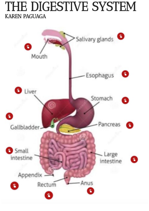 karen paguaga the digestive system